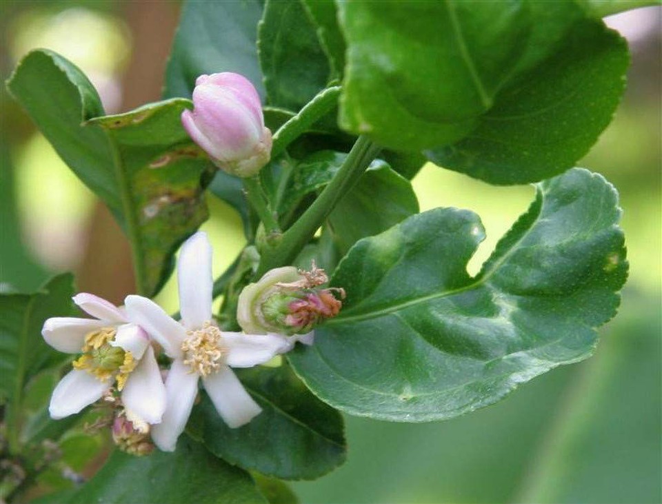 Buddha's Hand Citrus Tree Live Plant Indoors/Ou No Ship TX,FL,AZ,CA,LA ...