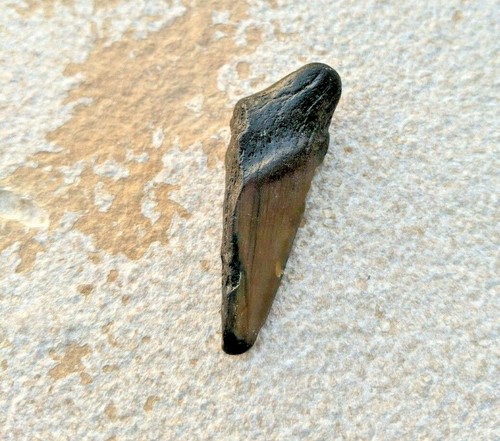 MEGALODON (Carcharocles) SHARK TOOTH FOSSIL Broken Budget Tooth! No ...