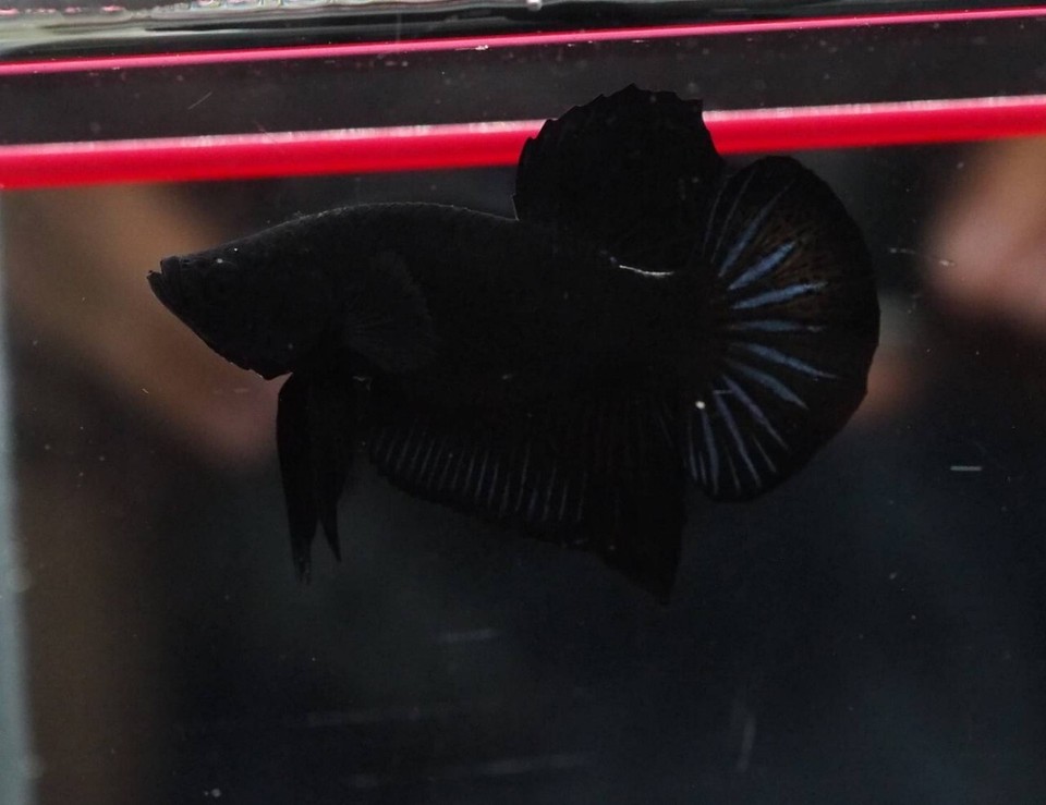 Pair of Bettas Super Black male and female Live Betta Fish Plakat for ...