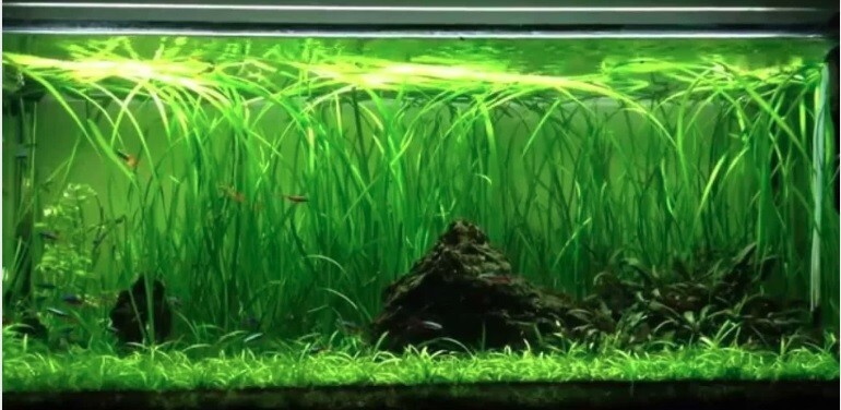6 Plants Jungle Vals Vallisneria Live Freshwater Aquarium Plants ...