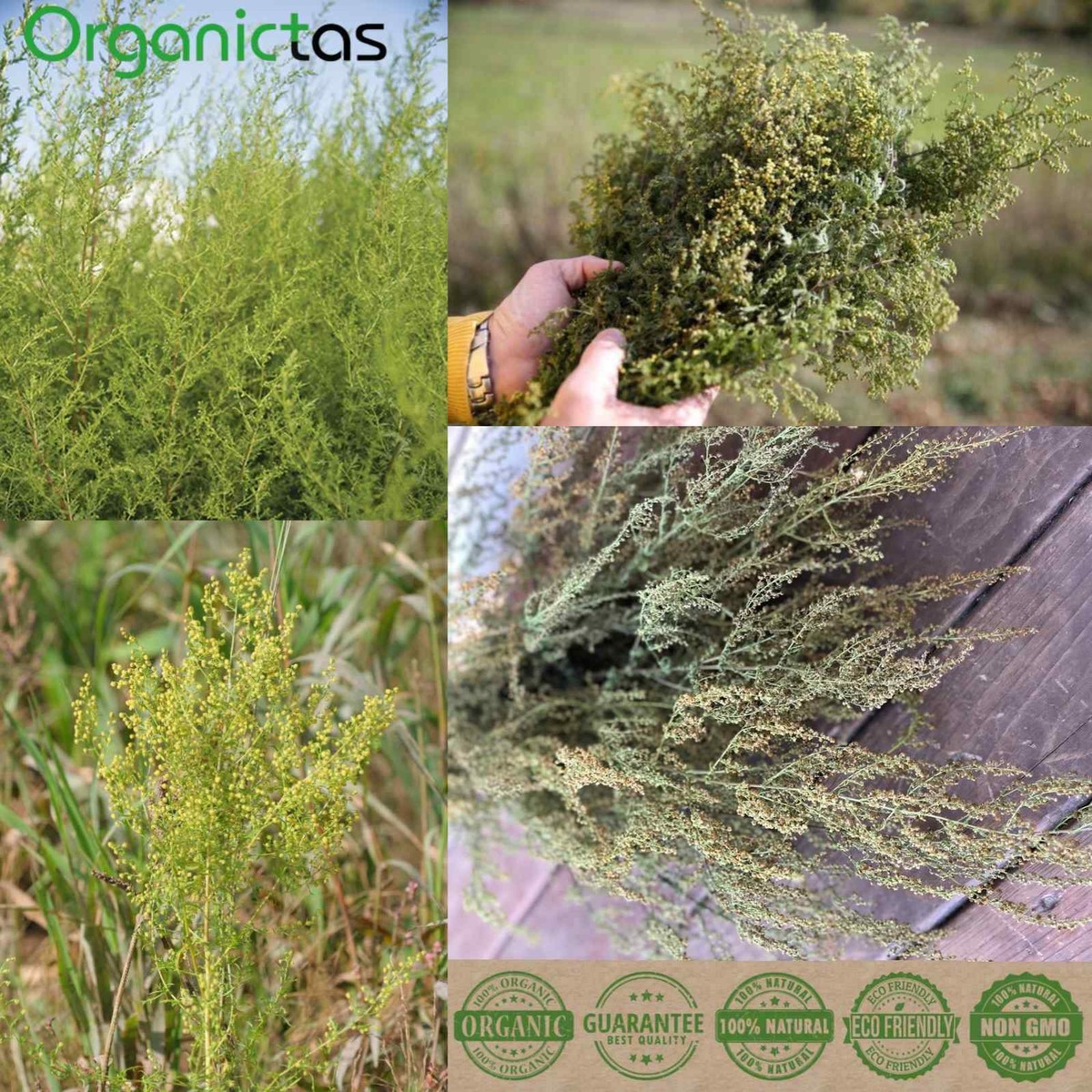 Chinese Wormwood Sweet Annie Artemisia Annua 30 Rare Artemisia Species