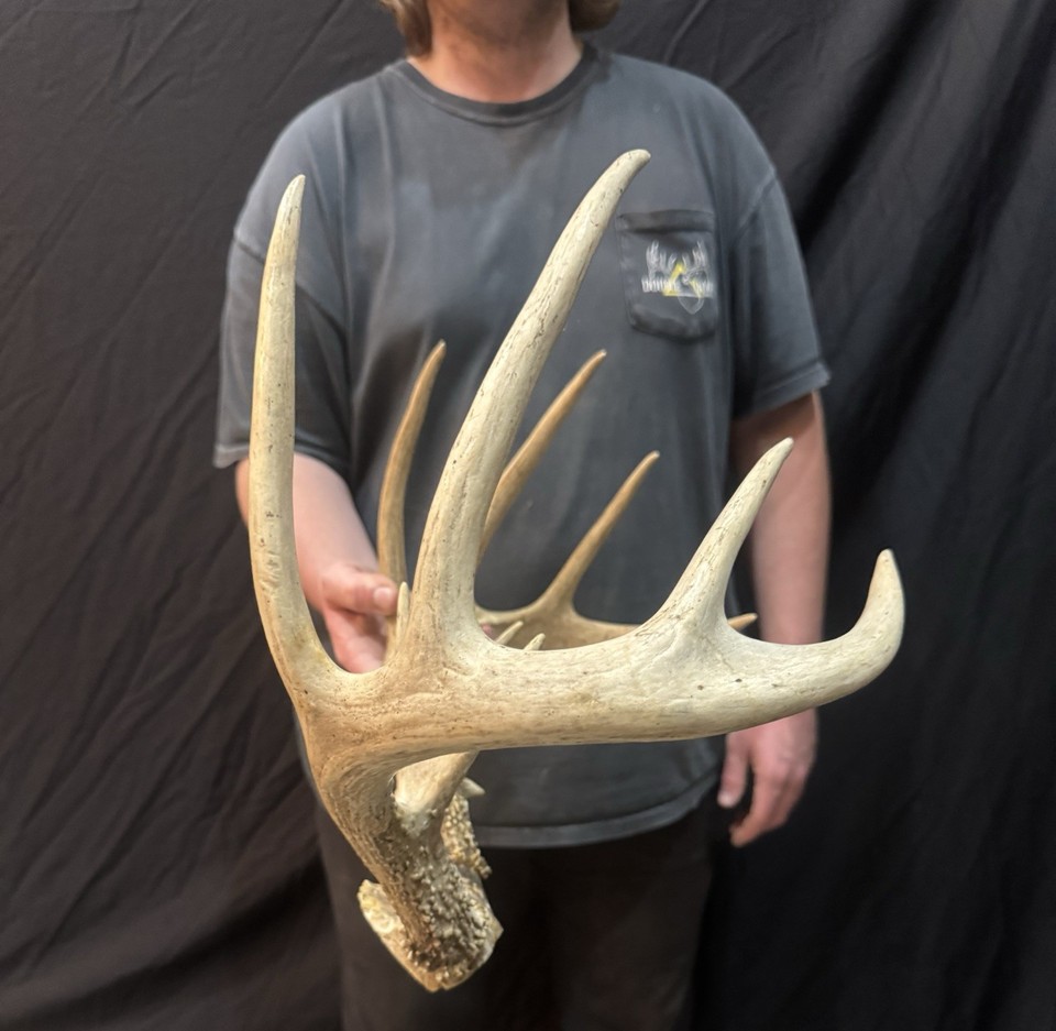 Nice 144 6/8 Whitetail Deer Shed Antlers Horns Taxidermy Mount Man Cave ...