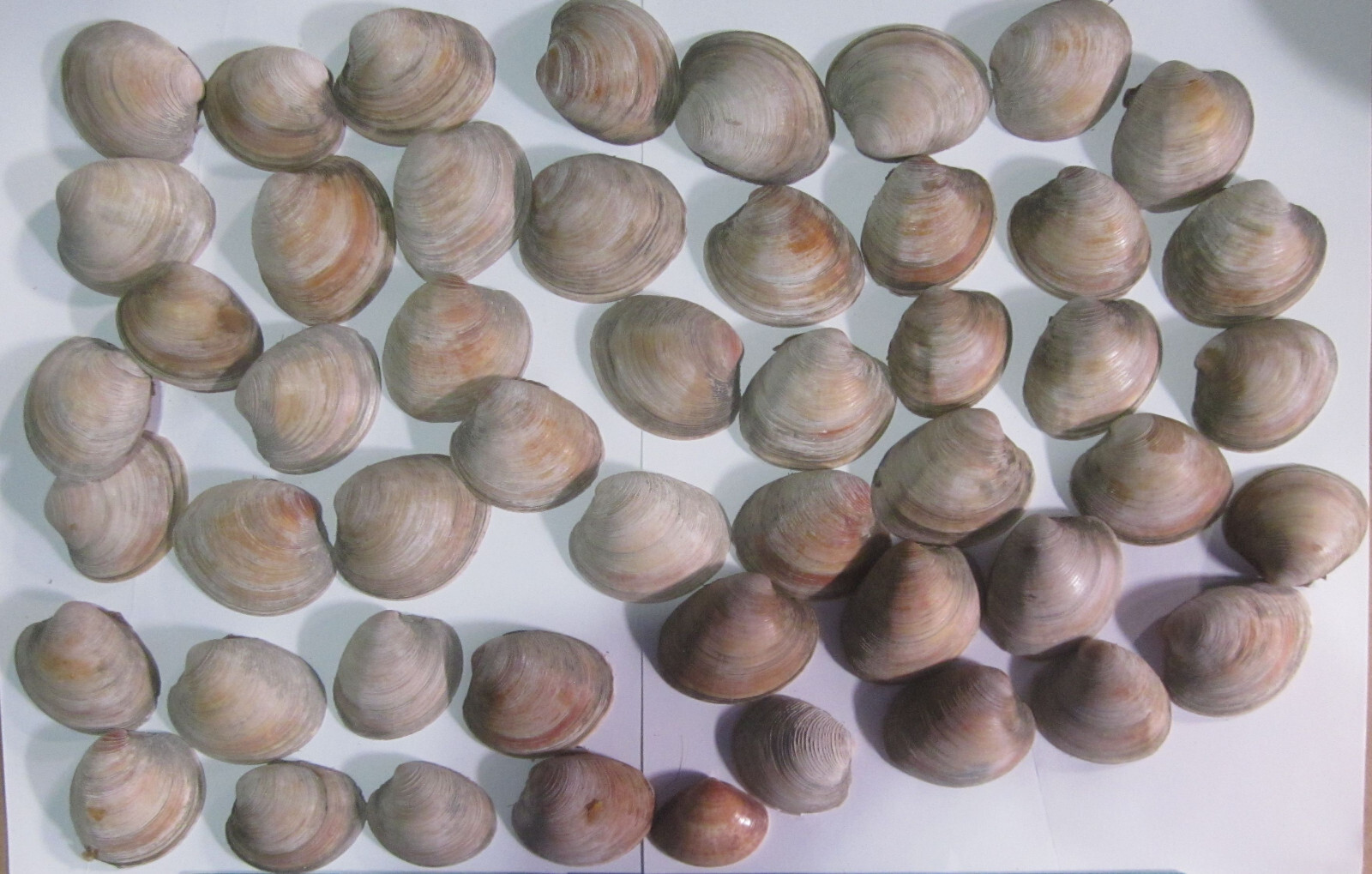 Lot of 50 Chesapeake Bay Littleneck Clam Half Shells 1 1/2" - 2" | eBay
