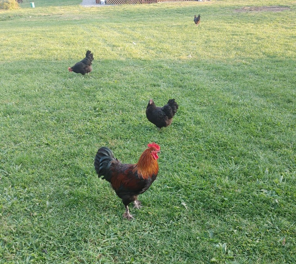 12 + French Black Copper Marans FBCM chicken fertile hatching eggs ...