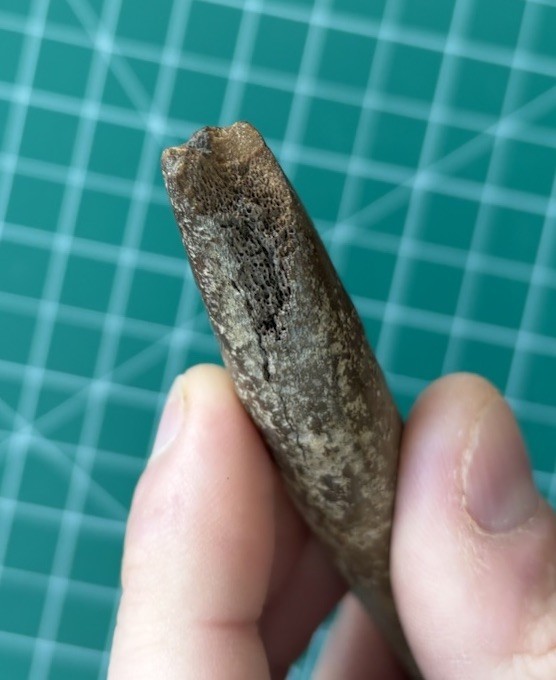 Neolithic Prehistoric Artifact Antler Pressure Flaking Tool For Flint ...