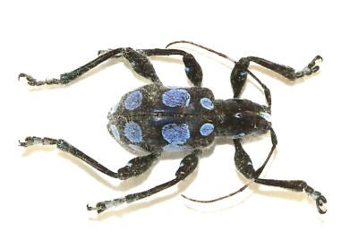 COLEOPTERA, CERAMBYCIDAE, DOLIOPS ANIMULA from PHILIPPINES | eBay