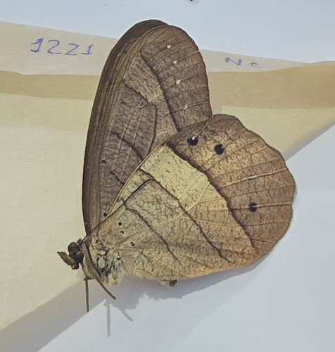 1221 Nymphalidae | eBay