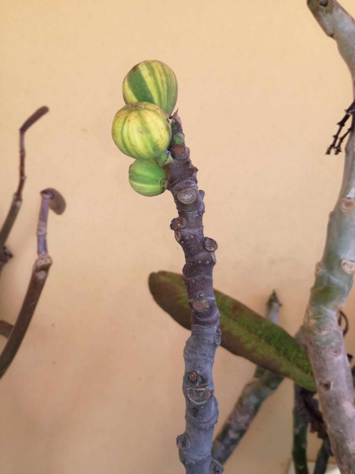 Ficus carica Panaché / Tiger - COLLECTION FIG (CUTTING TALEA) | eBay