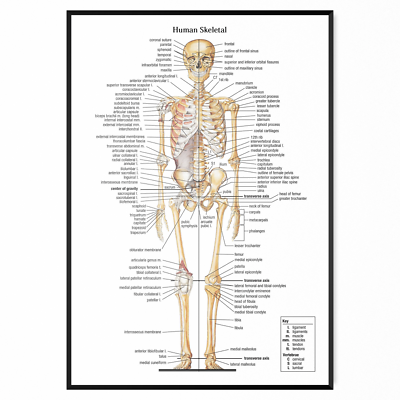 Skeleton Structure Of Human Body - Infoupdate.org