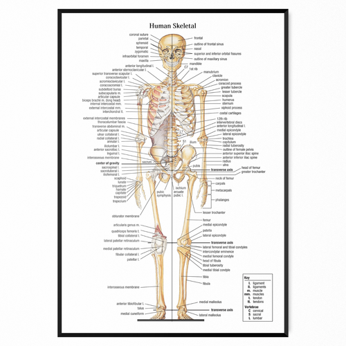Skeleton Poster Skeletal Human Body Educational Science Anatomy A5 A4 ...