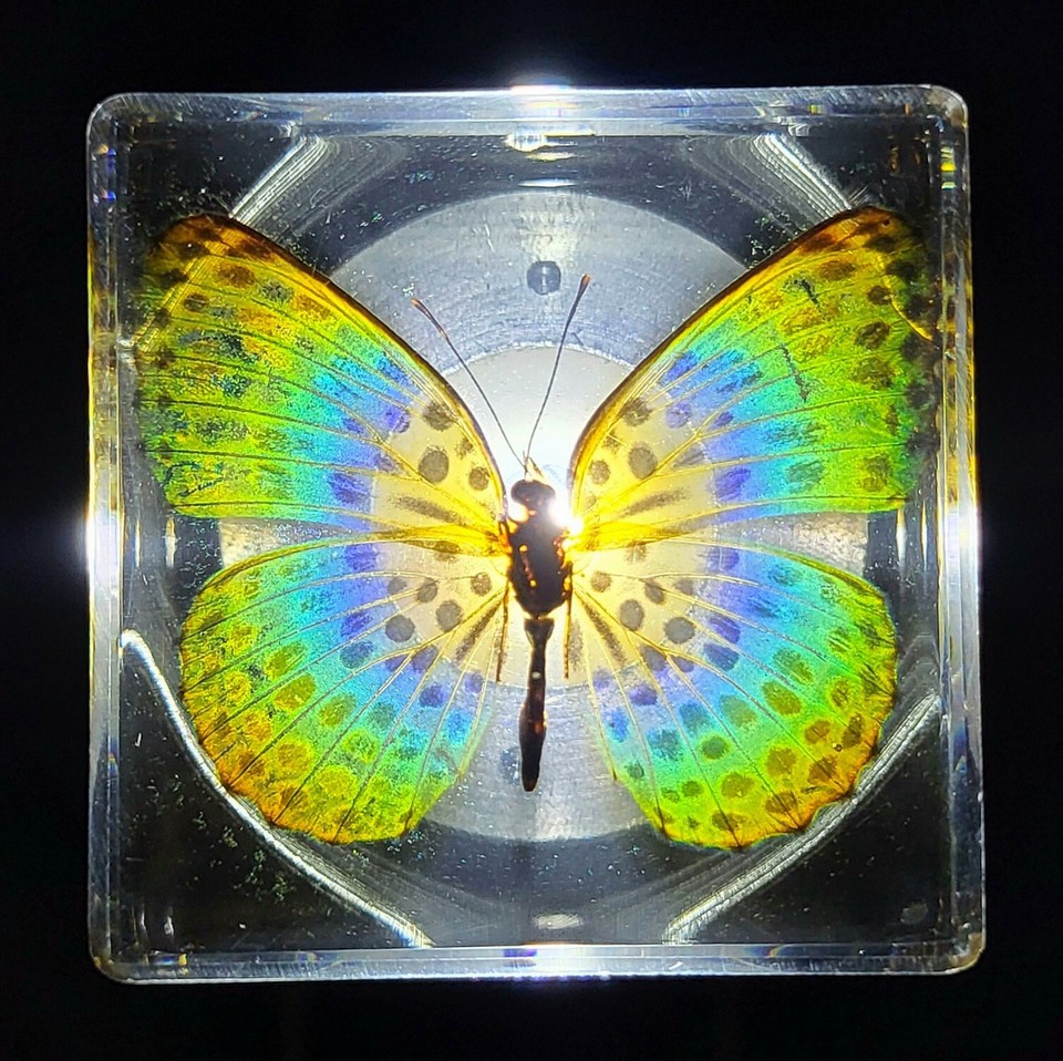 48mm Real Spotted Leopard Butterfly in Clear Lucite Preserved Timelaea ...