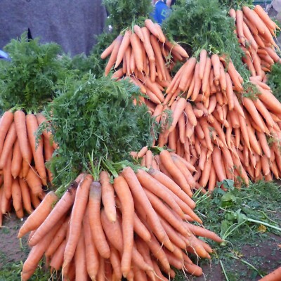 CARROT BERLICUM 250 seeds SALAD JUICE vegetable garden AUTUMN WINTER ...