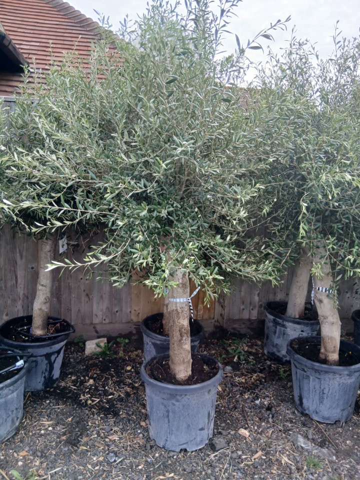 Olive Tree Standard Lollipop Approx 6ft+ Tall 45L UK Hardy EXTRA LARGE ...