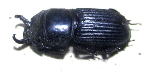 I002 RP | P : Lucanidae: Nigidius species? 21mm ...
