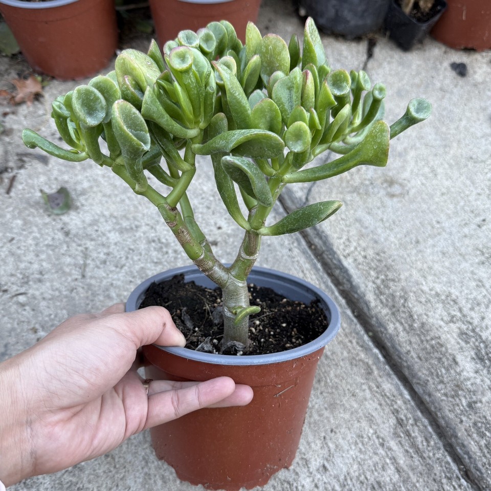 Gollum Jade Crassula ovata Spoon Live Succulent Plants 6in Pot Money ...