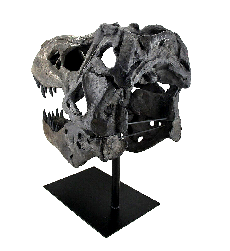 TYRANNOSAURUS SKULL PRE HISTORIC DINOSAUR BONE BIG SCULPTURE HEAD TREX ...