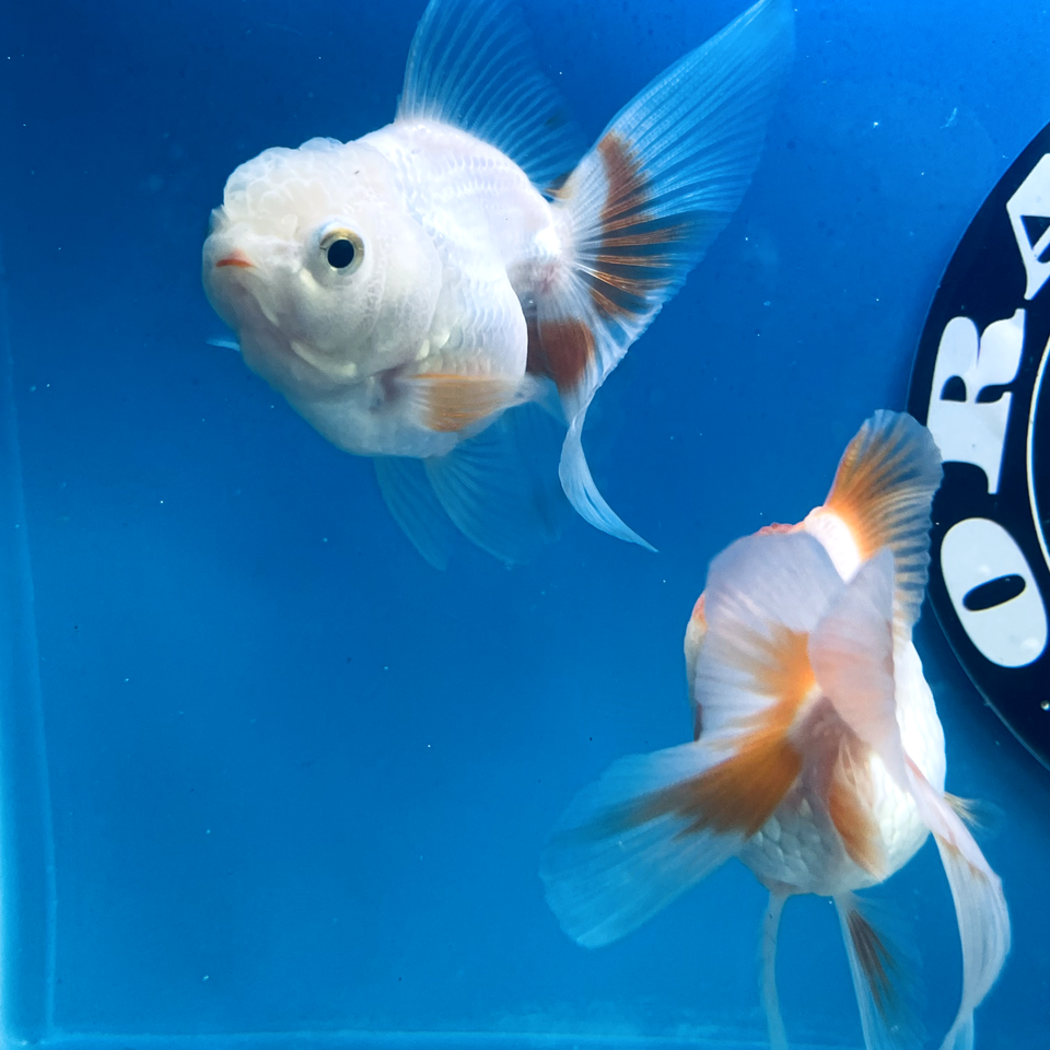Thai oranda goldfish Four Live Fish ( Pack 4 ) Size 2 1/5 inches Juven ...