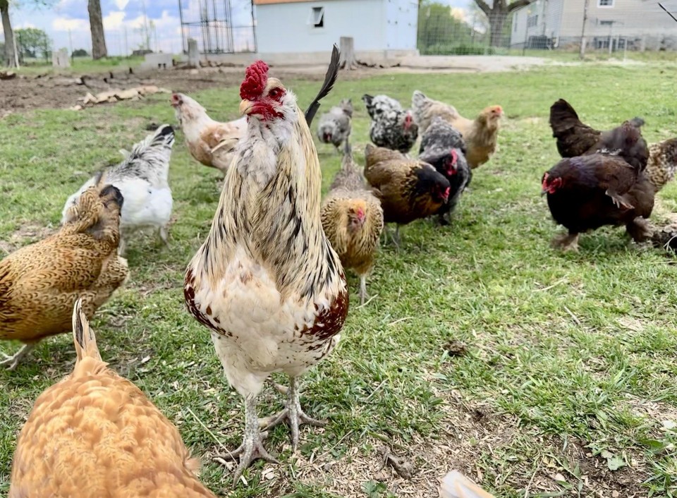 18+Colorful Hatching Eggs Ameraucana, Easter and Olive Egger, Faverolles, Marans | eBay