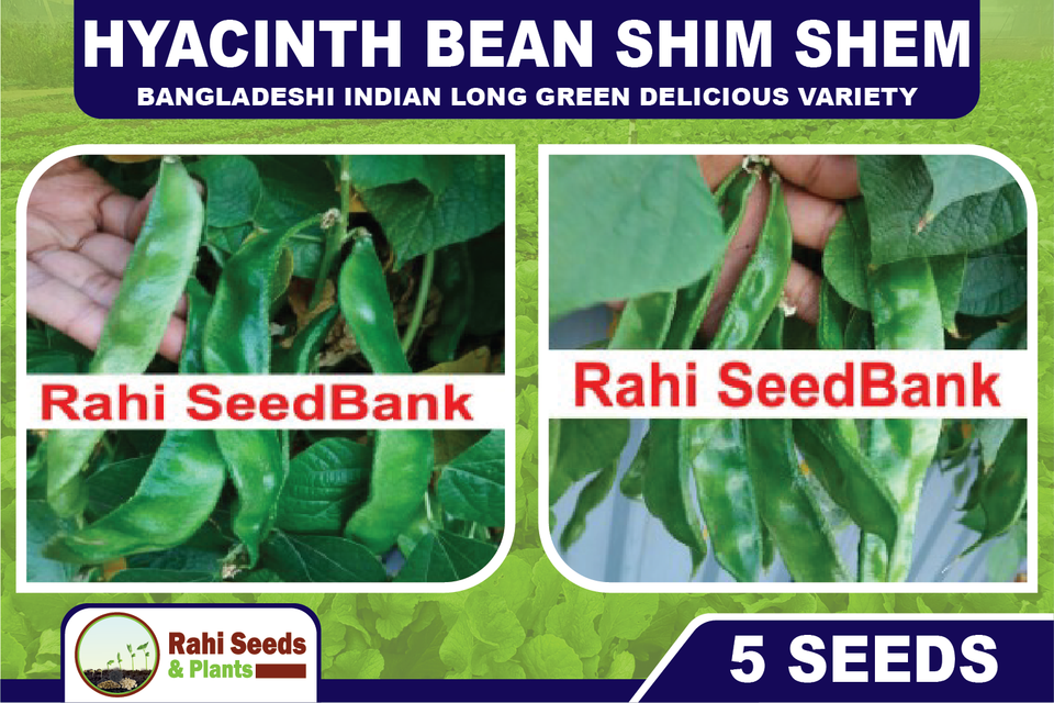 Hyacinth Bean Shim Shem Bangladeshi Indian Long Green Delicious Variety ...