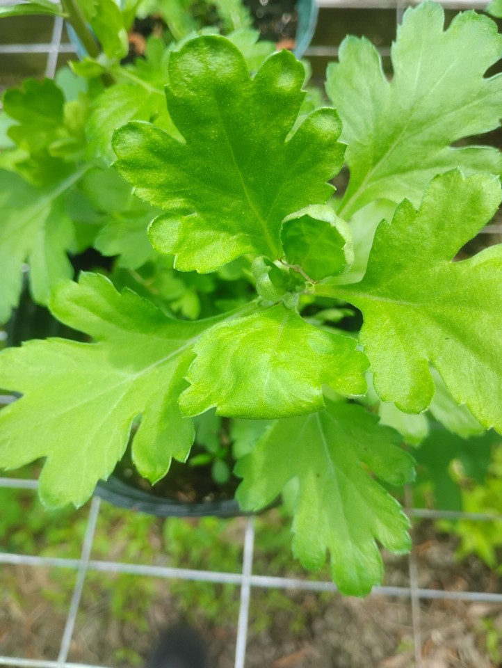 BUY 2 GET 1 FREE! WELL ROOTED MAMMOTH QUILLED YELLOW MUMS VERY HARDY ...
