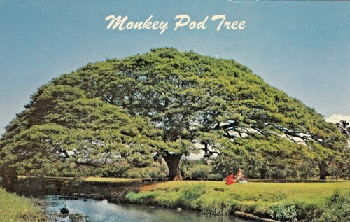 Vintage Postcard HAWAII MONKEY POD TREE UNPOSTED CHROME | eBay