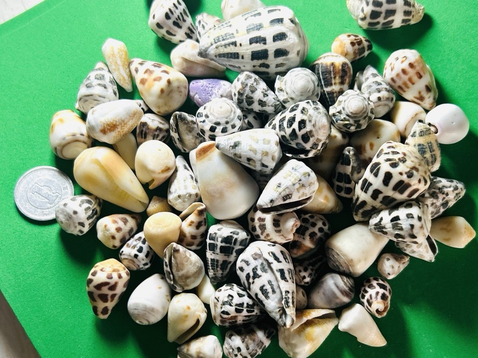 Hebrew cone & cone shell from japan Shells of Okinawa ⚠️ In bad ...