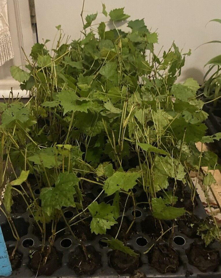 Delicious Purple Muscadine Grape Vitis- 1 Live TC Plant/Plug – 4-8 in ...