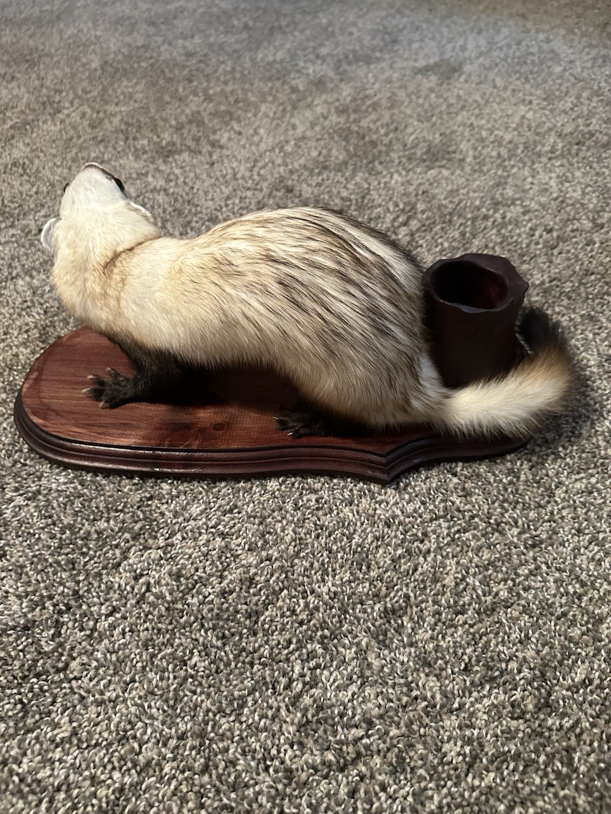 New Taxidermy European pole cat Weasel Very Nice Mount Ship Free. | eBay
