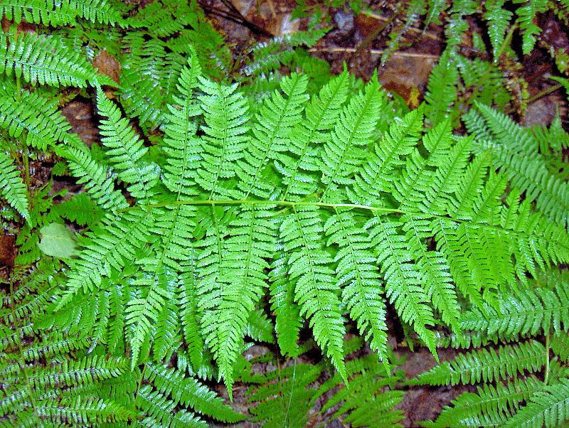 LADY FERN 1003 SPORES (SEEDS*) FILIX FEMINA, COLD HARDY, LARGE UP TO 3 ...
