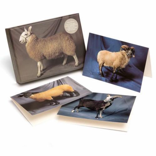 Beautiful Sheep by Ivy Press (2012, Cards,Flash Cards) for sale online ...