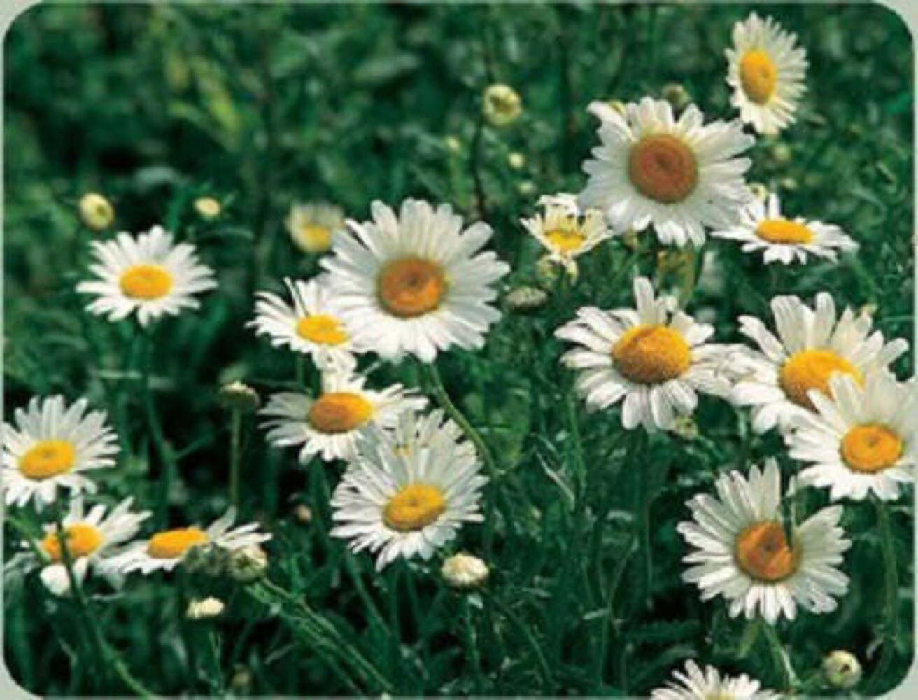 1000 DWARF White SHASTA DAISY Chrysanthemum Maximum Flower Seeds | eBay