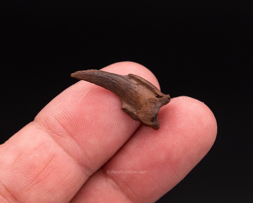 Ultra Rare Fossil Badger Claw Tar Pit Fossils 0662 | eBay