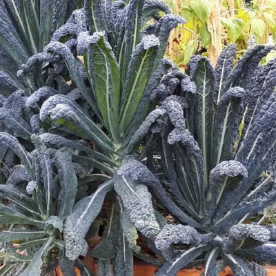 Cavolo Nero 'Nero di Toscana' - 250 Seeds - Lacinato Kale / Tuscan Kale ...