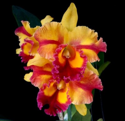Rlc Siam Fancy Scarlet Needle x Tainan Gold Live Cattleya Orchid 2BB15 ...