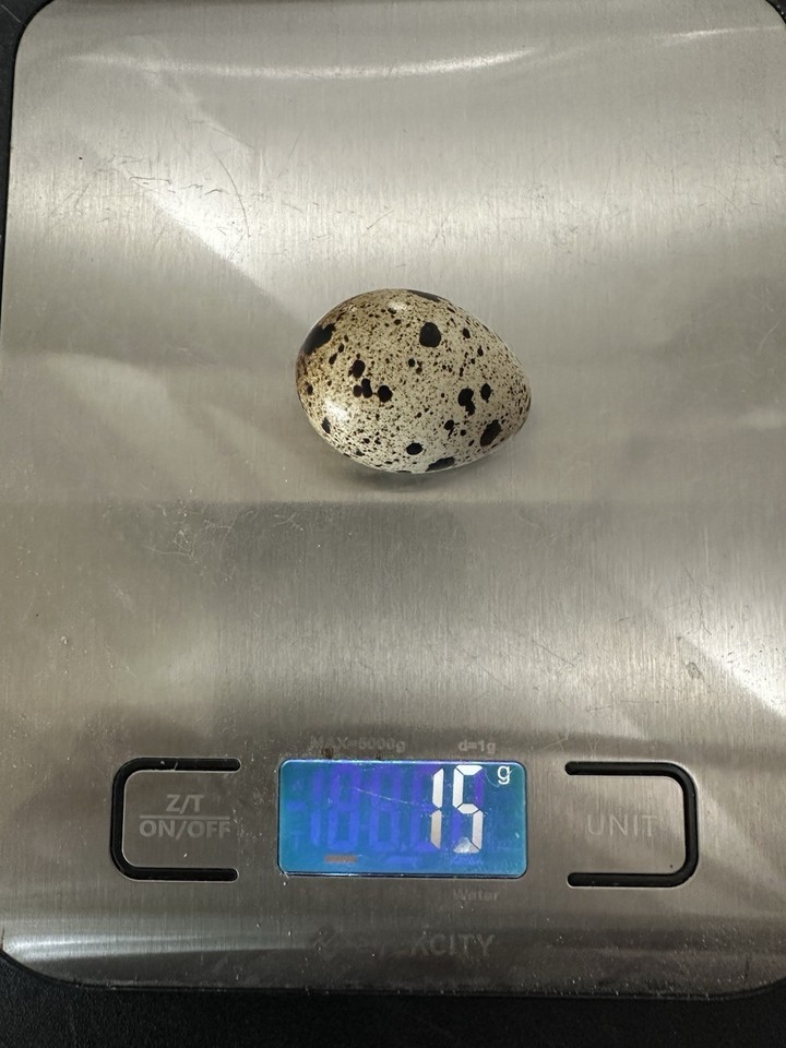50 + Extra Hatching Quail Eggs - Fertile Wild Coturnix XXL Jumbo ...
