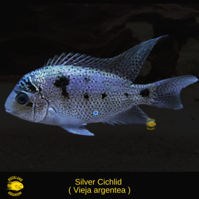 Vieja argentea - Silver Cichlid Maskaheros argenteus - Live Fish | eBay