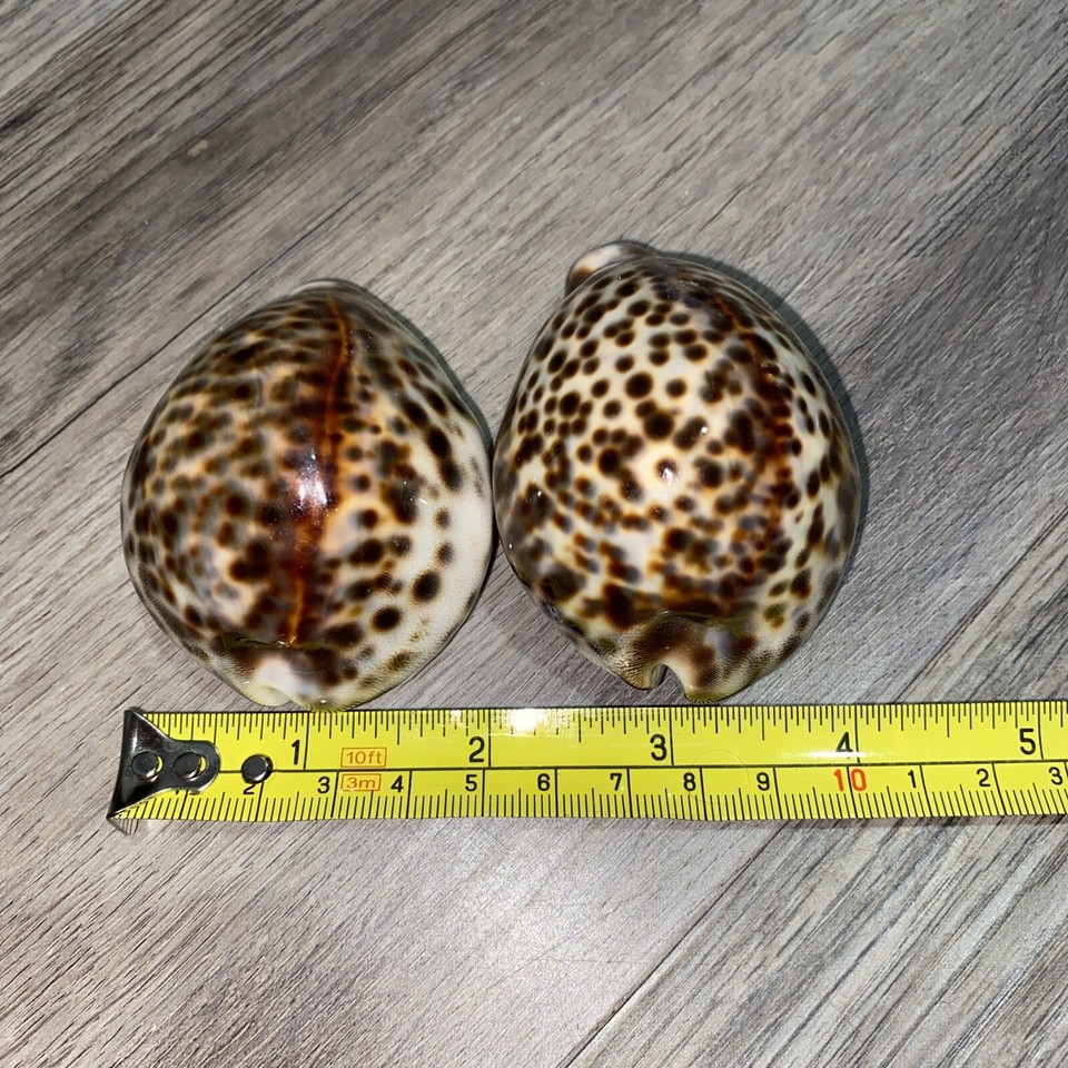 2 Vintage Tiger Cowrie Cypraea Tigris Leopard Pattern Seashell Shell | eBay