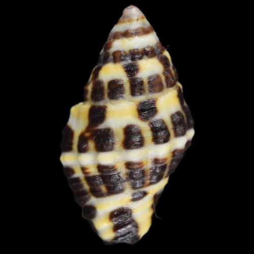 ENGINA HISTRIO (Mactan Isl., Philippines) 14.9mm #47498 | eBay