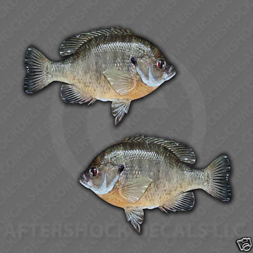 Bluegill Fish Decal Sticker Pond Fishing Bass Lake Jig Jigging Jon Boat ...