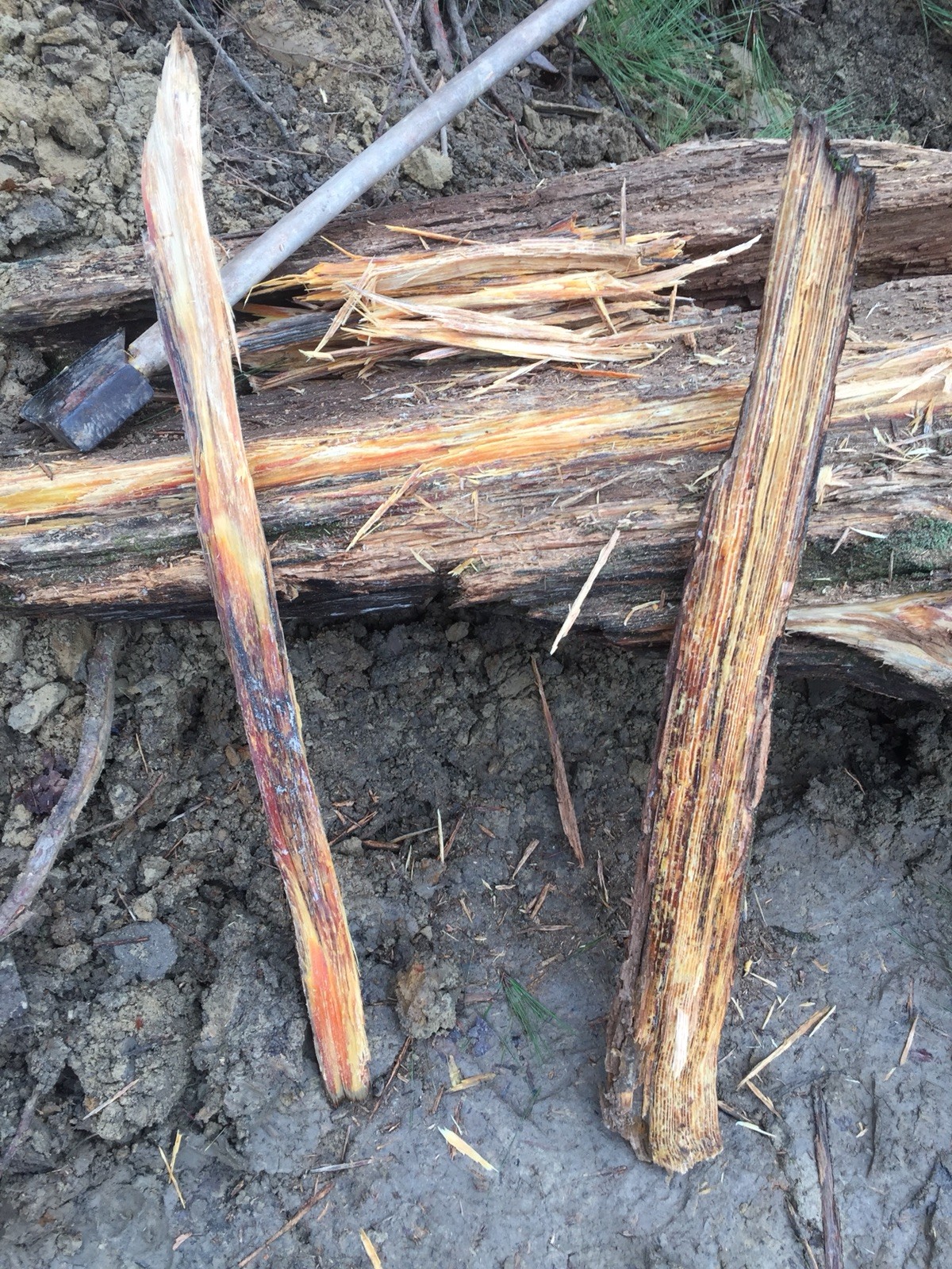 Alabama Heart Pine fat lighter fatwood Kindling Wood Fire Starters | eBay