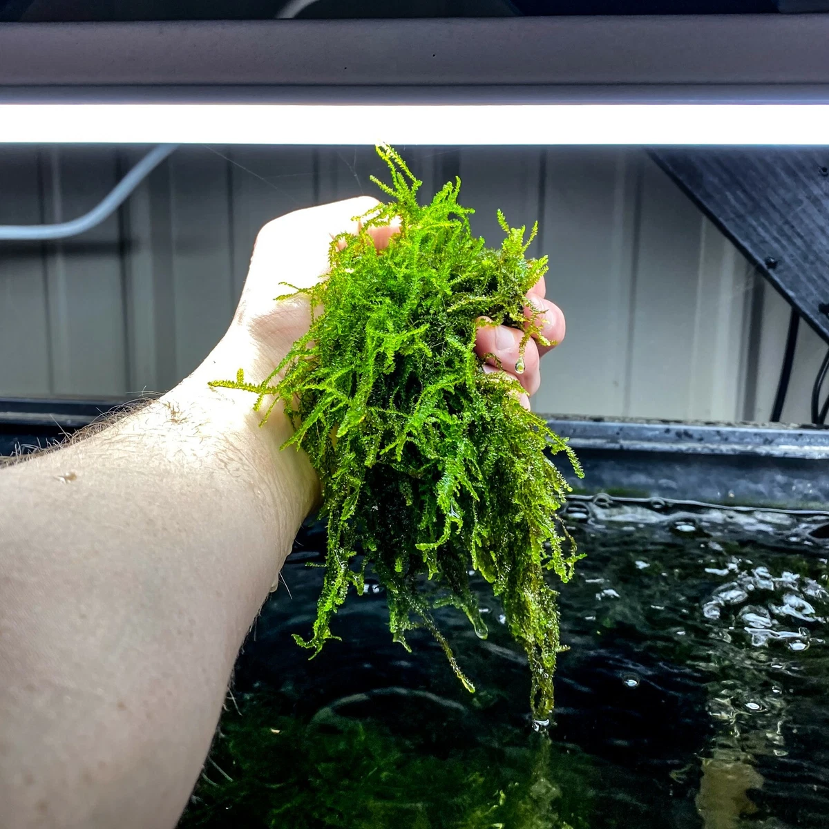 Aquarium Moss Plant