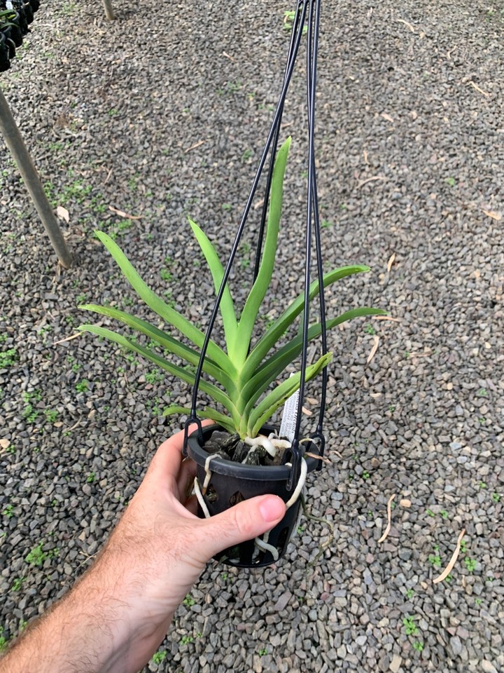 RON Vanda Orchid V. Chomkao x V Kulwadee Fragrance MERICLONE NEAR ...