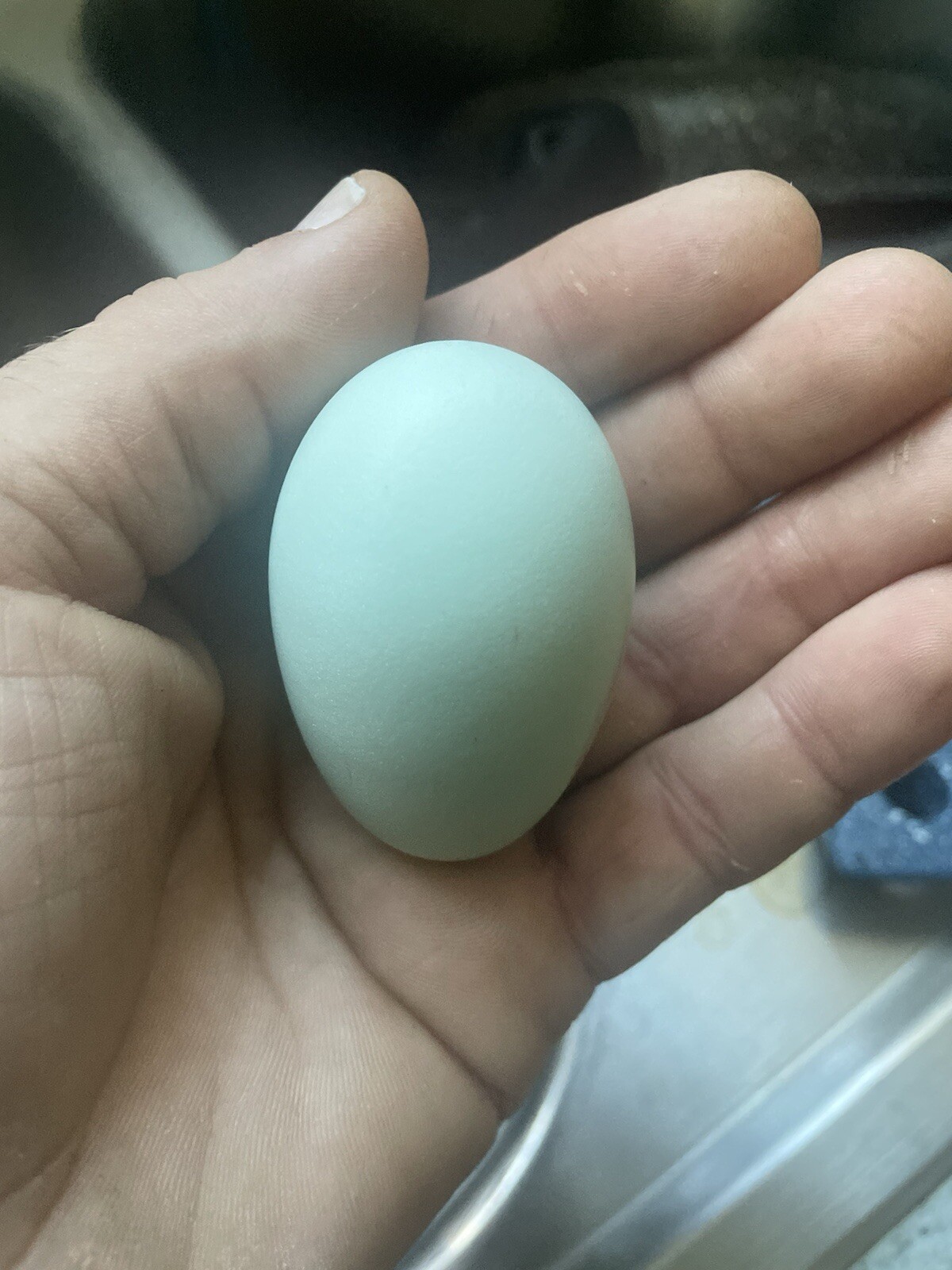 8+ 2 Ameraucanas & Easter Egger Hatching EGGS | eBay