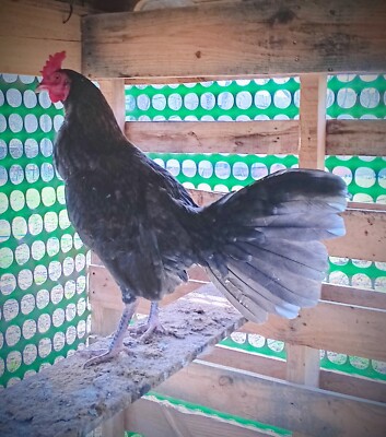 6+ Pure Blue Hennie Asil Hatching Eggs Oriental Fowl Game Aseel | eBay