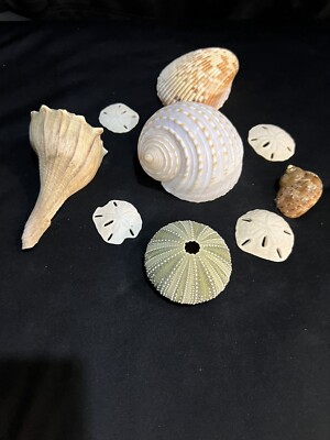 9 Unusual shells 2 Sea Urchin-4 Key Hole Sand Dollars-Spotted Tun Shell ...