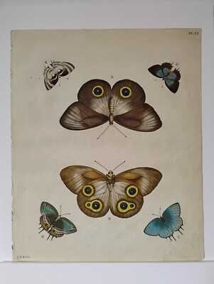 Antique Print, Butterflies, Pieter Cramer 1779 | eBay