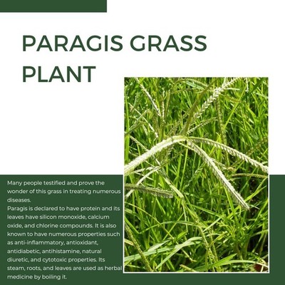 100g Dried paragis plant Eleusine indica Goose Grass GrassPoaceae Tea ...