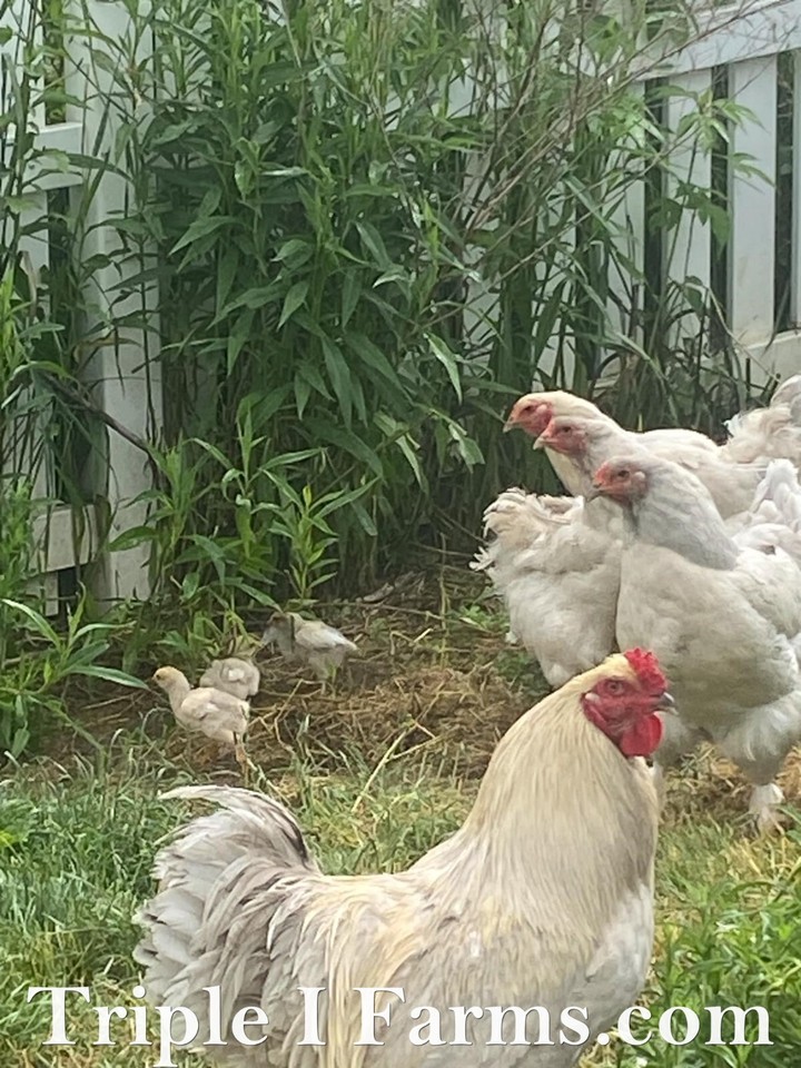 12+ GIANT LARGE FOWL ~ISABEL BRAHMA fertile chicken hatching eggs ...