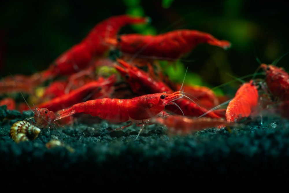 Live Freshwater Shrimp - 20+ Fire Red Cherry Shrimp - Grade A ...