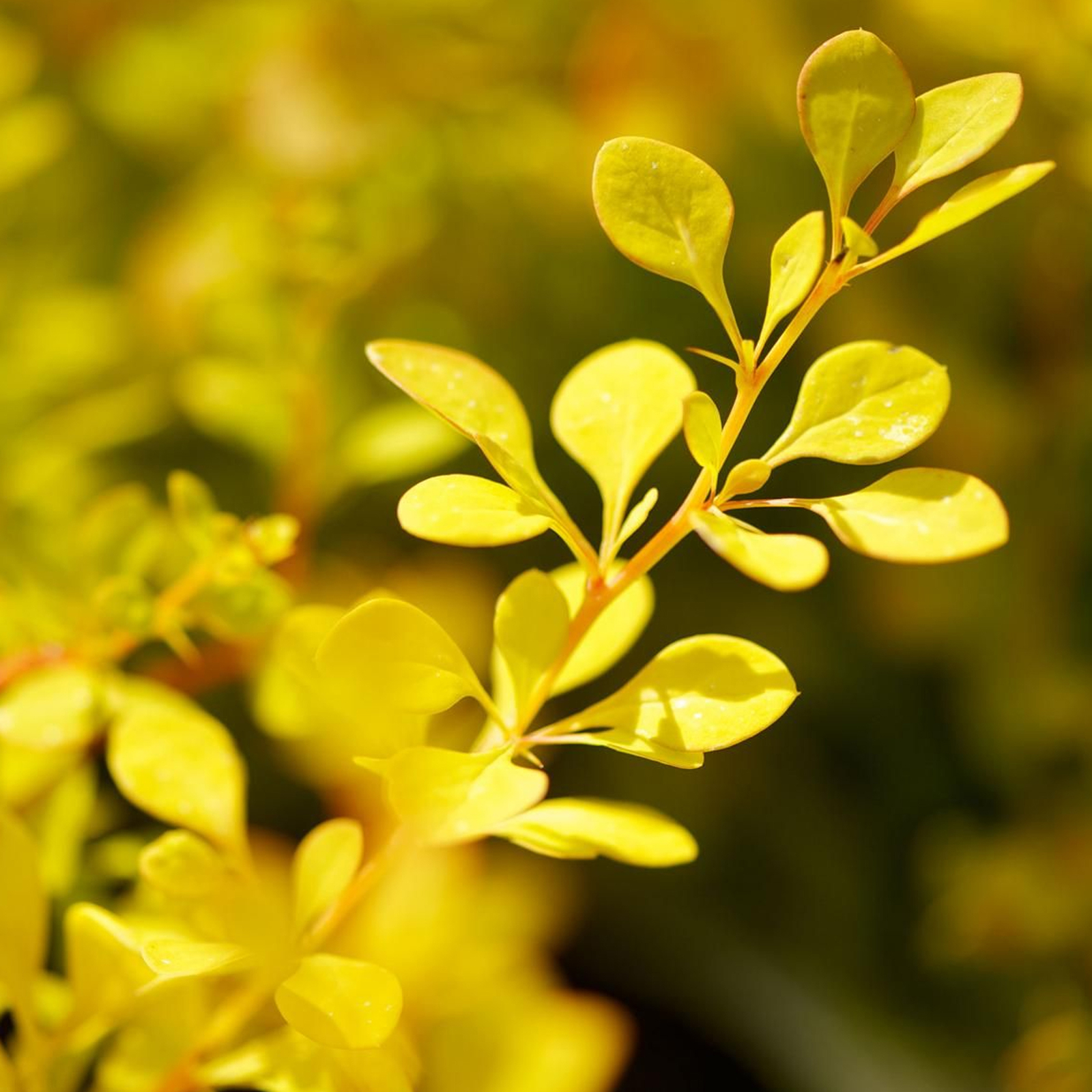 Berberis thunbergii 'Maria' Japanese Barberry Bush Deciduous Potted ...
